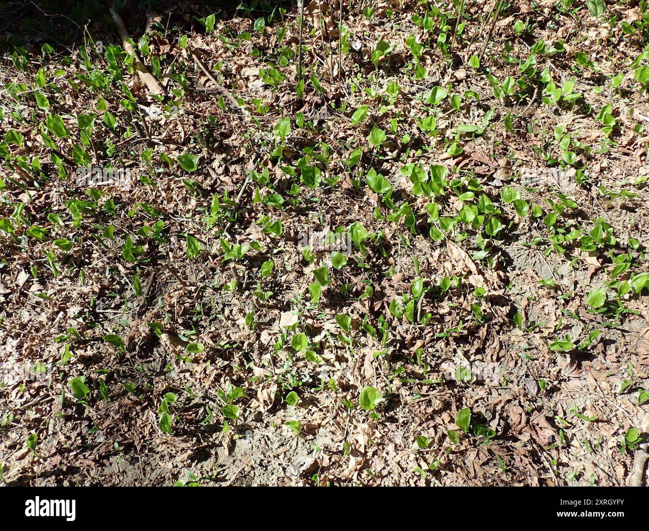 Western Lily of the Valley (Maianthemum dilatatum) Plantae Stock Photo ...