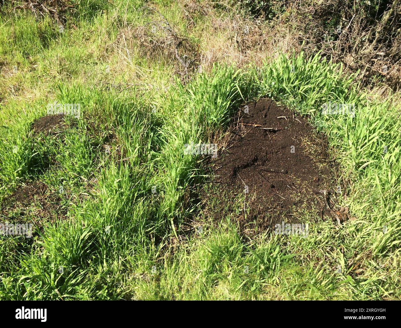 Wood, Mound, and Field Ants (Formica) Insecta Stock Photo - Alamy