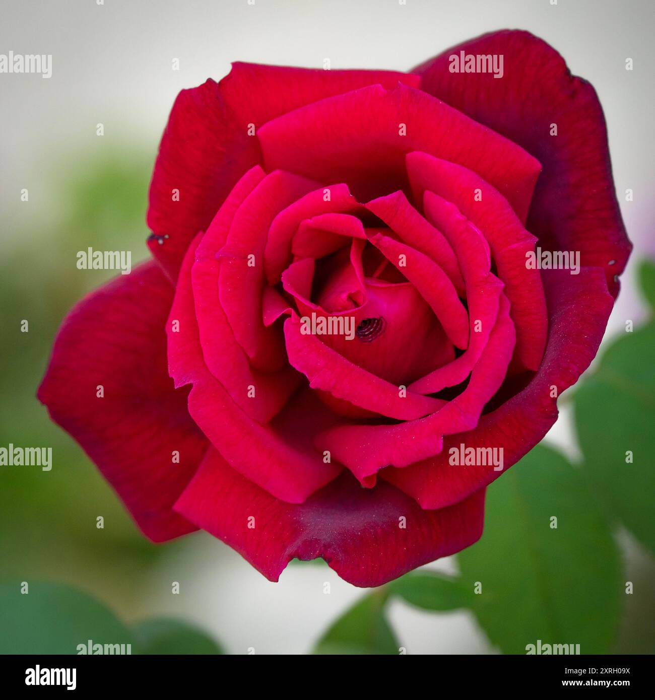 A red rose with round holes in its petals, caused by parasitic insects ...