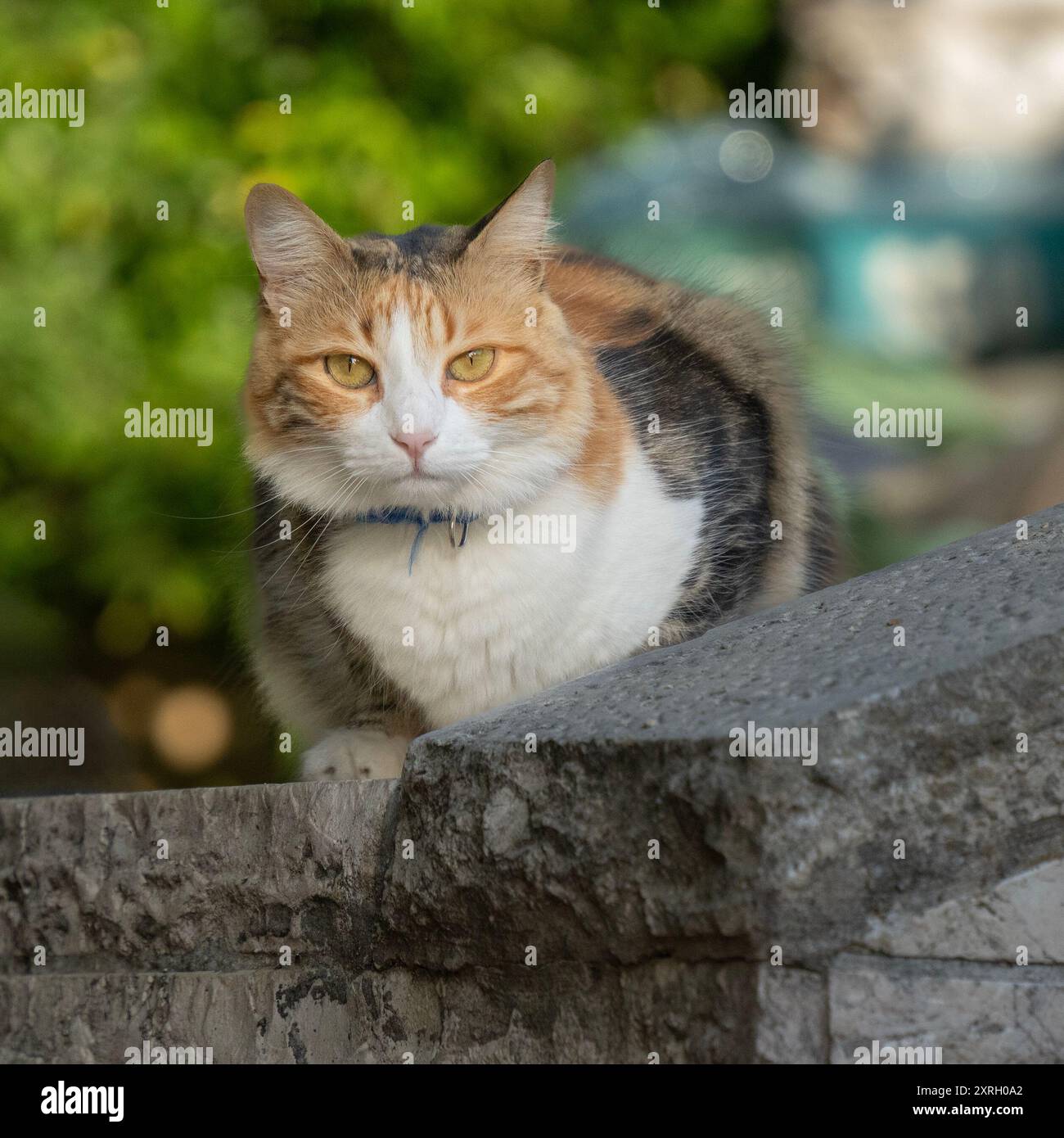 A tricolor female domestic cat, sitting on the stone wall surrounding ...