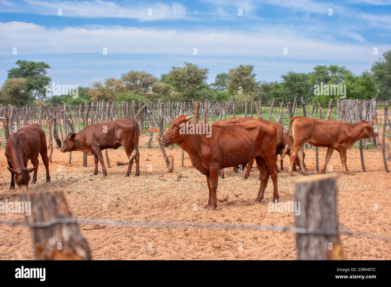 livestock cattle held in a pen at the farm ranch in africa Stock Photo ...