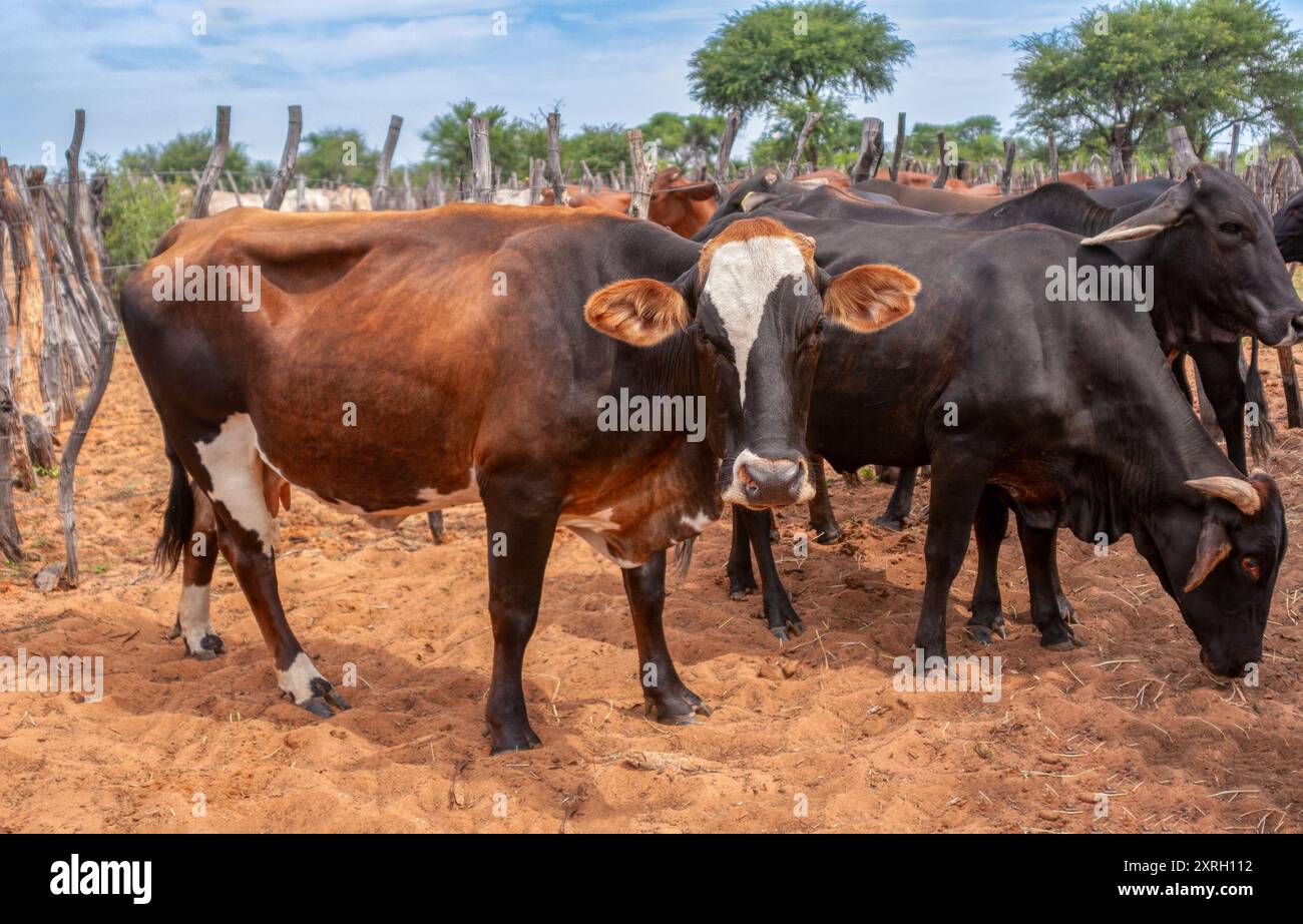 livestock cattle held in a pen at the farm ranch in africa Stock Photo ...