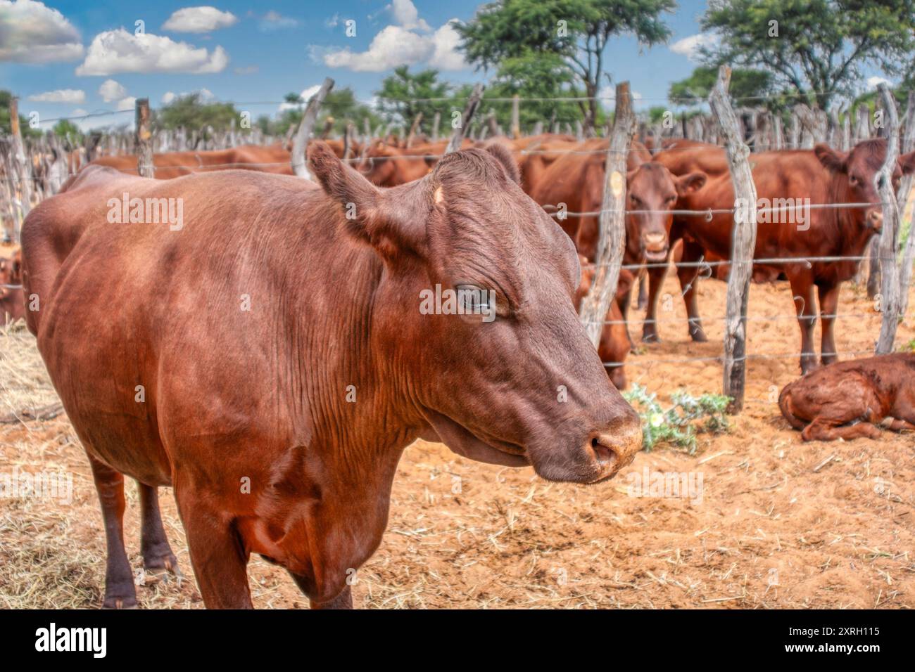 livestock cattle held in a pen at the farm ranch in africa Stock Photo ...