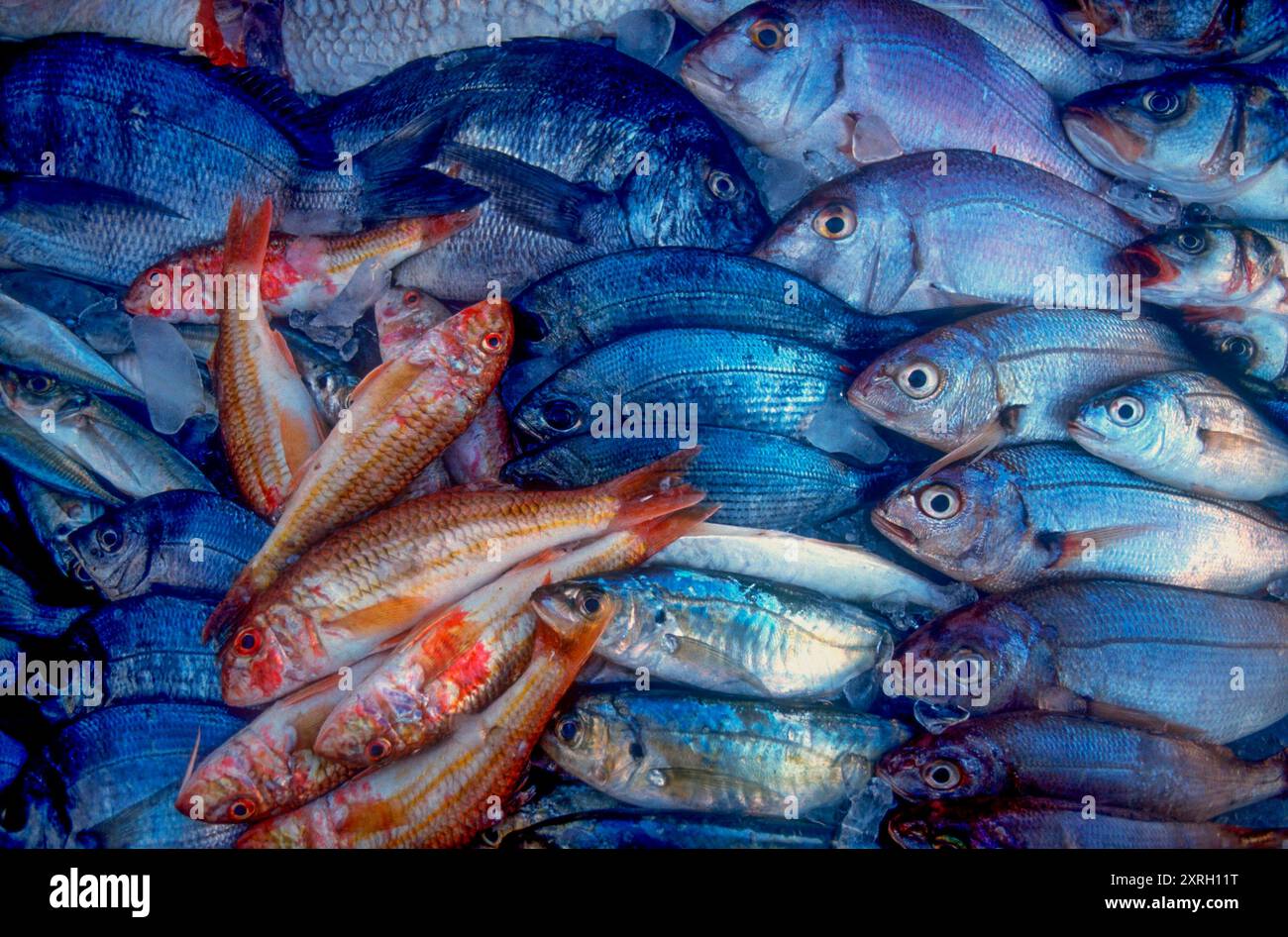 Portimao,Algarve,Portugal. Fresh fish displayed at the market Stock ...