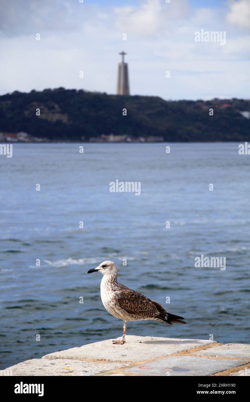 Lisbon, Portugal.Seagull on the Tejo River with a view of the famous ...