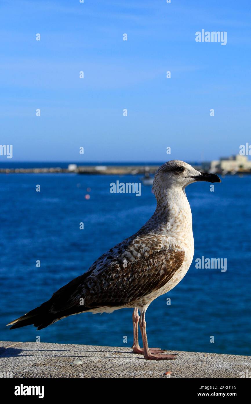 Lisbon, Portugal.Seagull at the Tejo River Stock Photo - Alamy