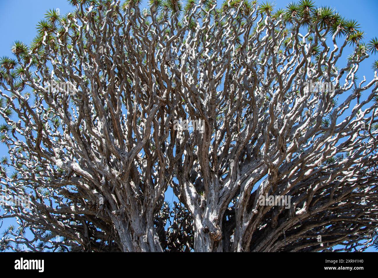Close-up of the branches of the "Drago Milenario" tree Stock Photo - Alamy