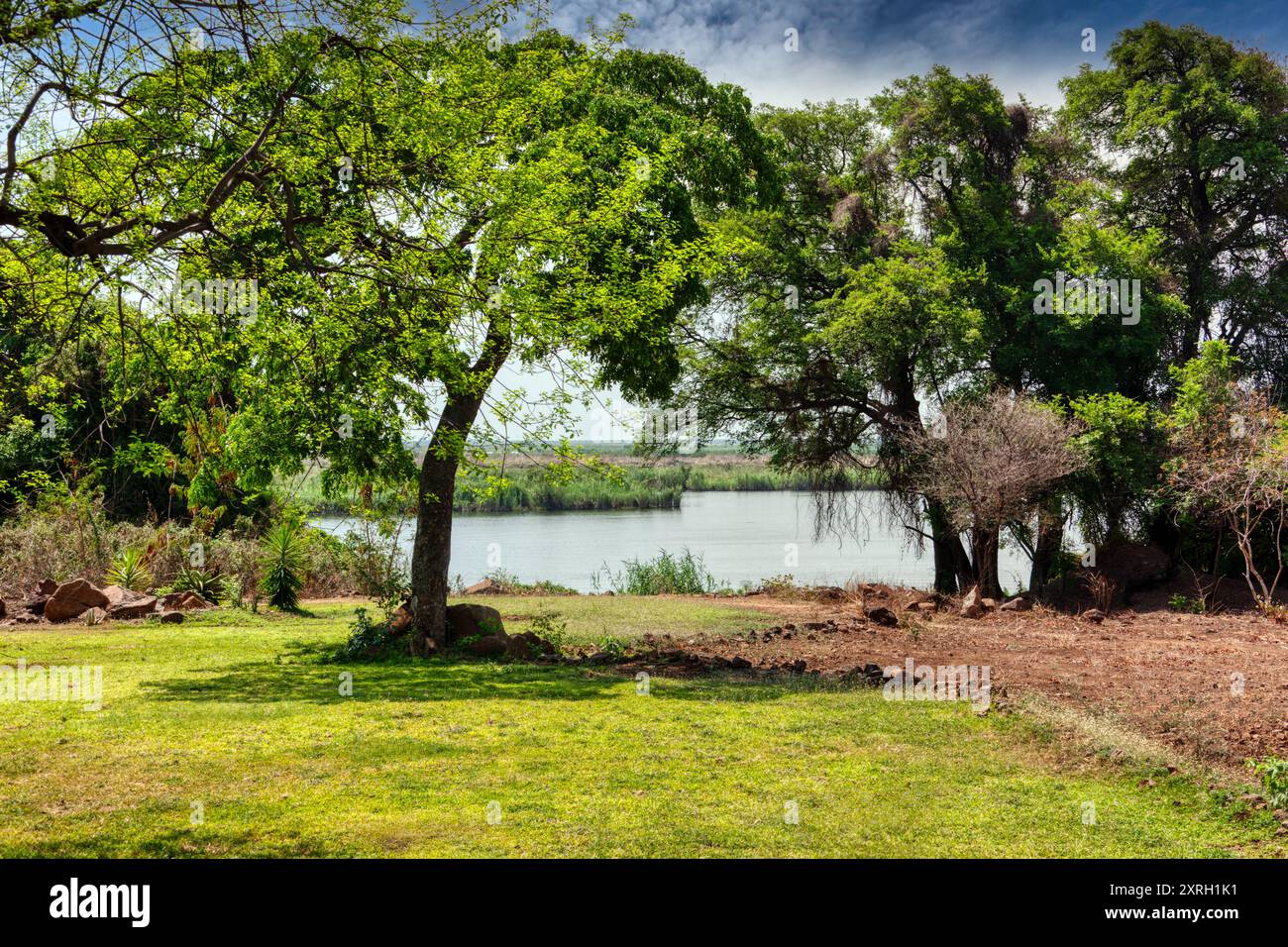 okavango delta, low angle landscape by the river, green grass and trees ...