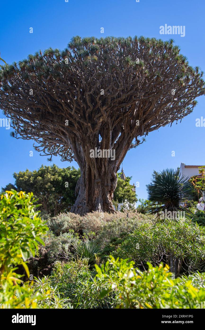 The "Drago Milenario" is a Canarian dragon tree in Icod de los Vinos on ...