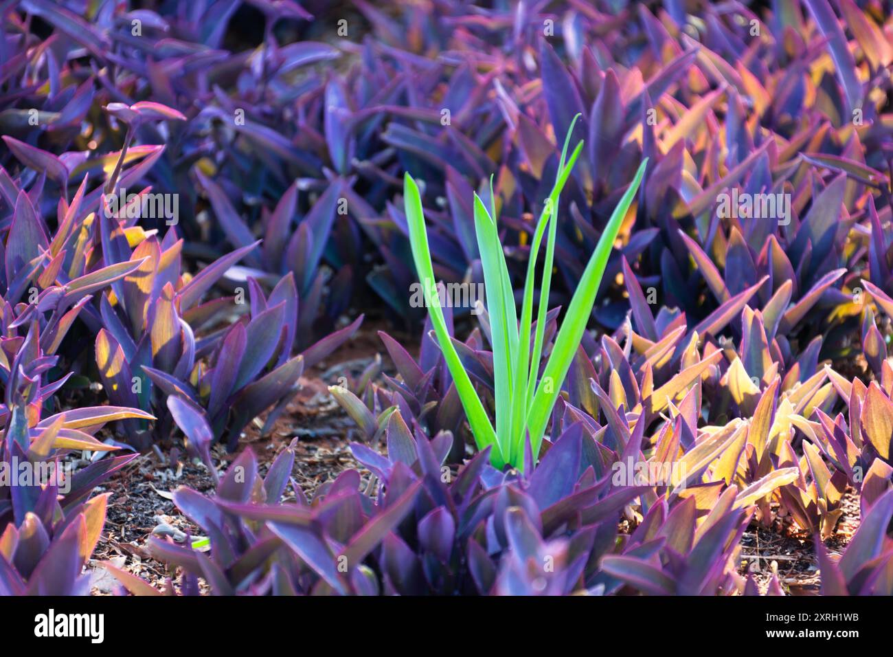 Purple Heart , tradescantia pallida, purple plant background and green ...