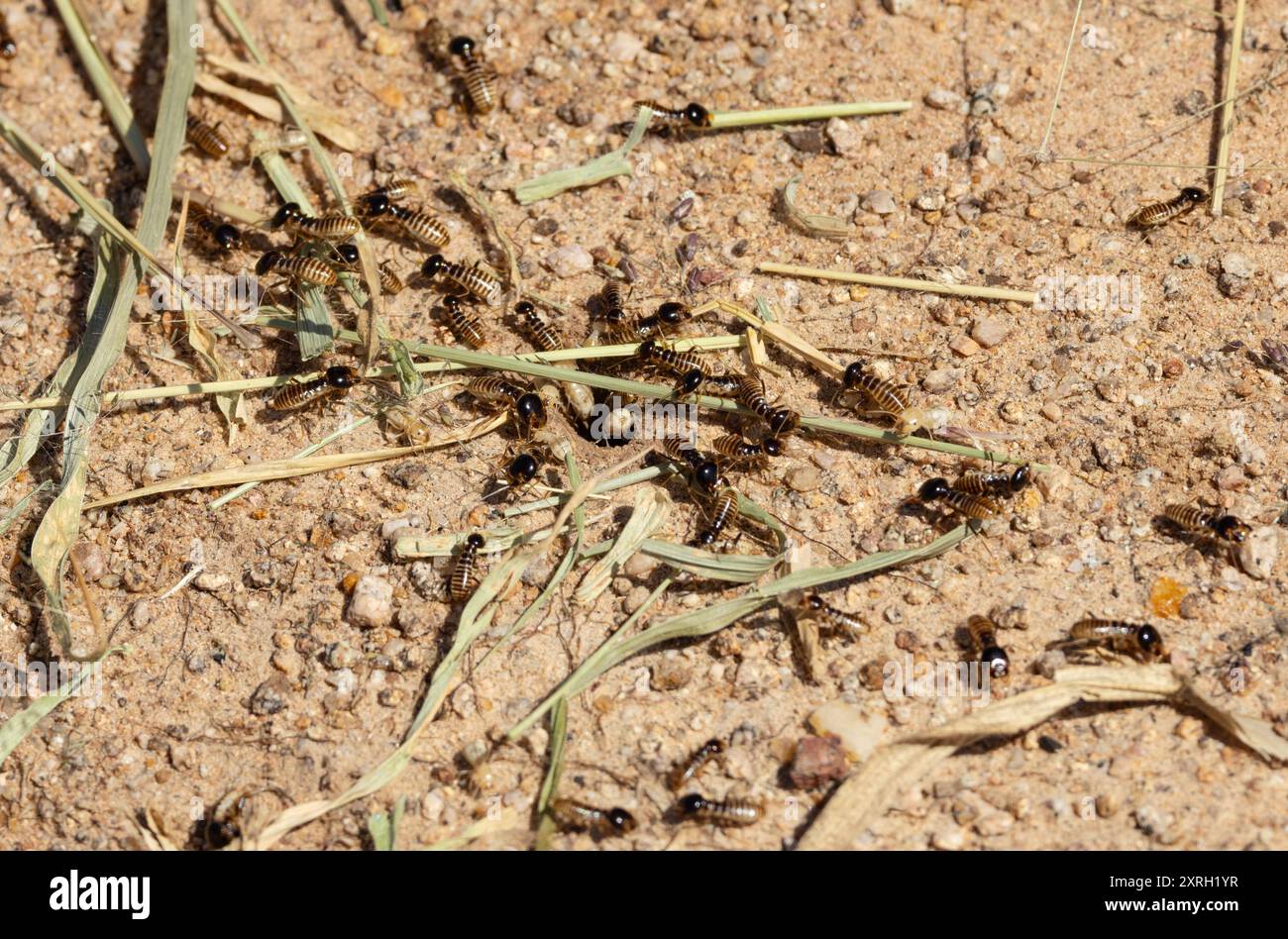 Northern Harvester Termite workers return to colony entrance with ...