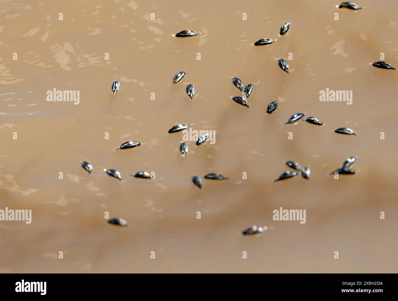 Whirligig Beetles are gregarious and prey on insects that might fall on ...