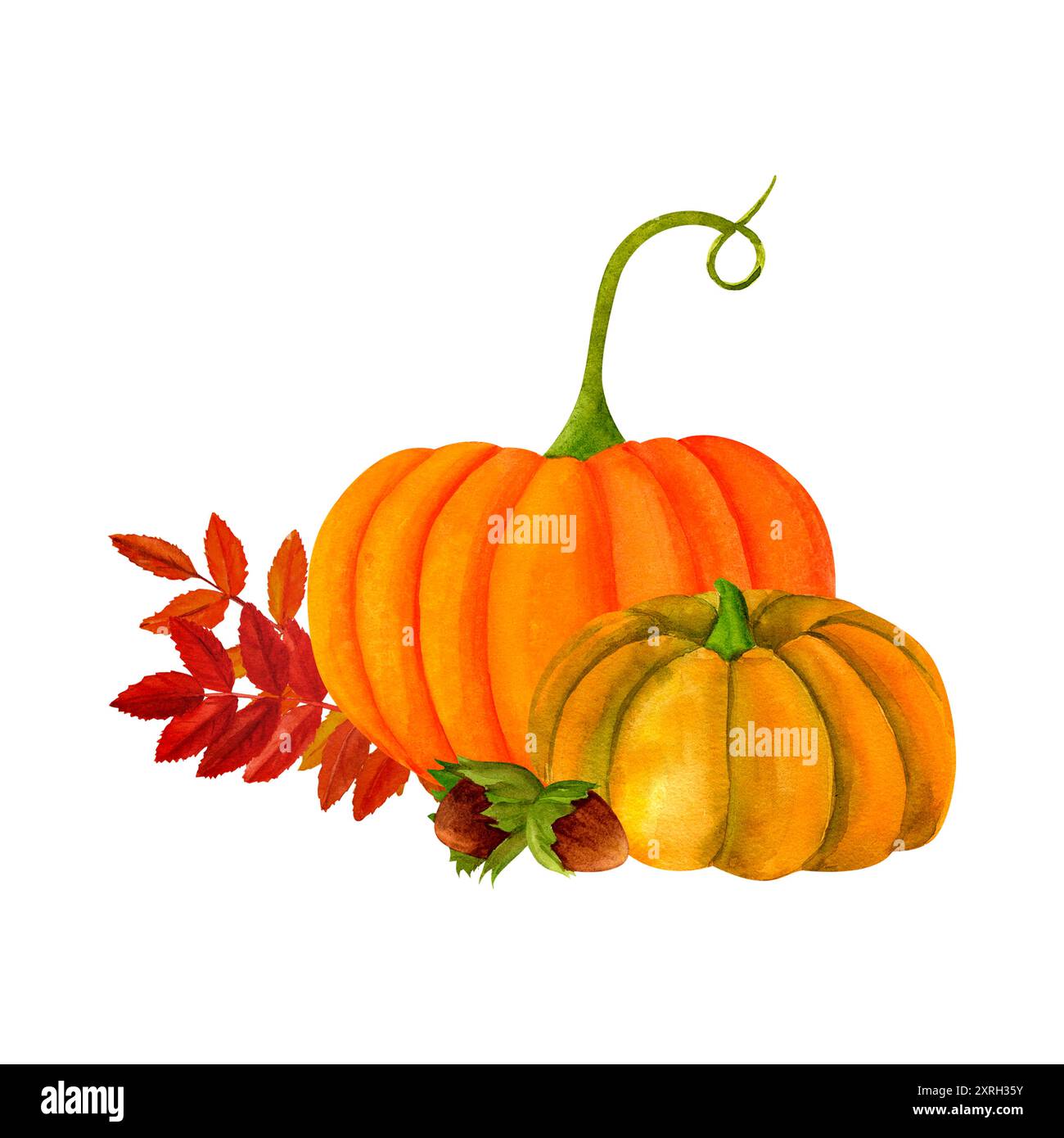 Pumpkin and autumn leaves clip art, watercolor realistic botanical ...