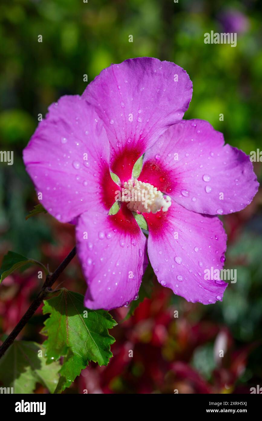 Hibiscus 'Walberton's Rose Moon' a hardy Hibiscus shrub with large pink ...