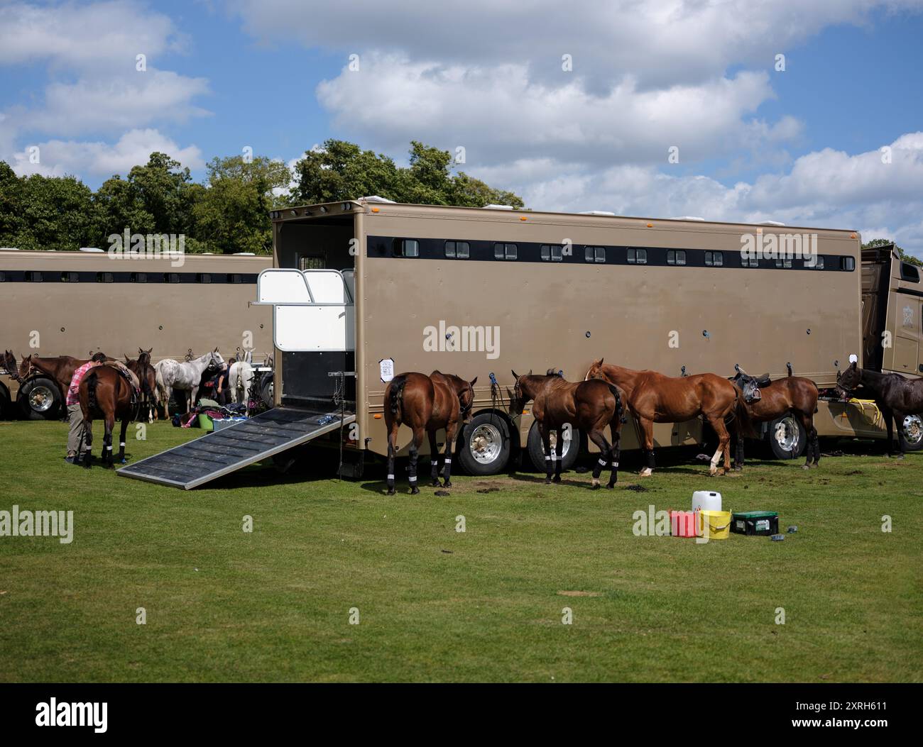 Horses lined up next door a horse box trailer at a polo event in the ...