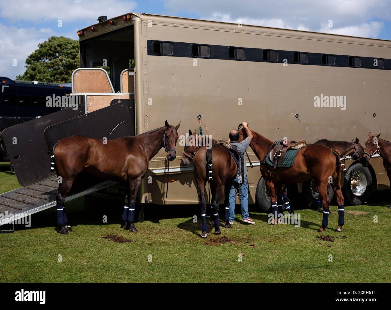 Horses lined up next door a horse box trailer at a polo event in the ...