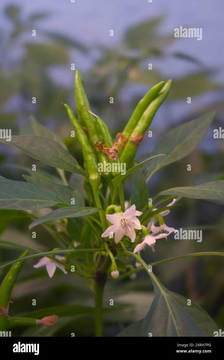 Selective focus of Capsicum annuum plant in bloom. Chili pepper ...