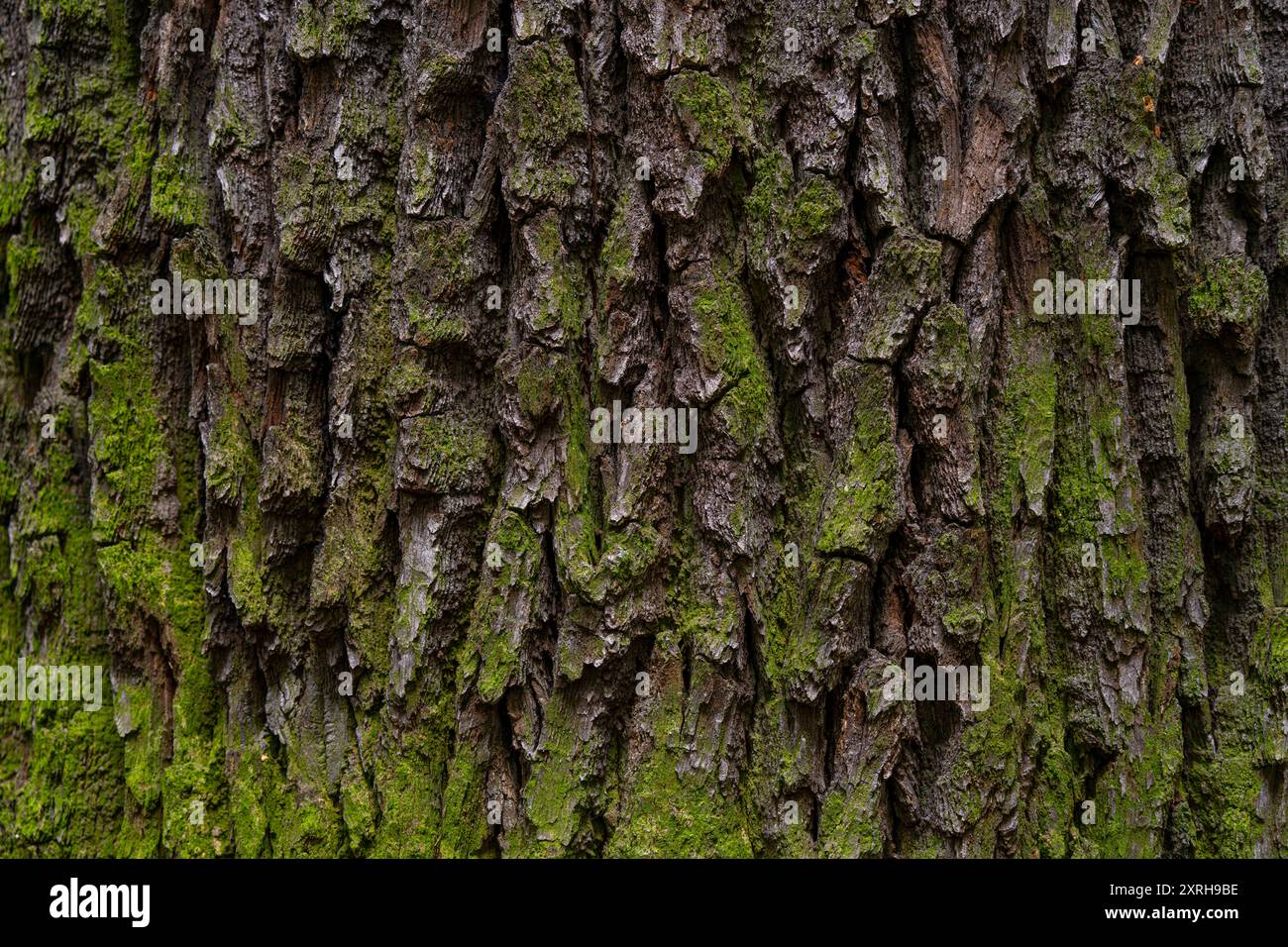 Die Baumrinde einer etwa 500 Jahre alten Stileiche im LennÃ park in ...