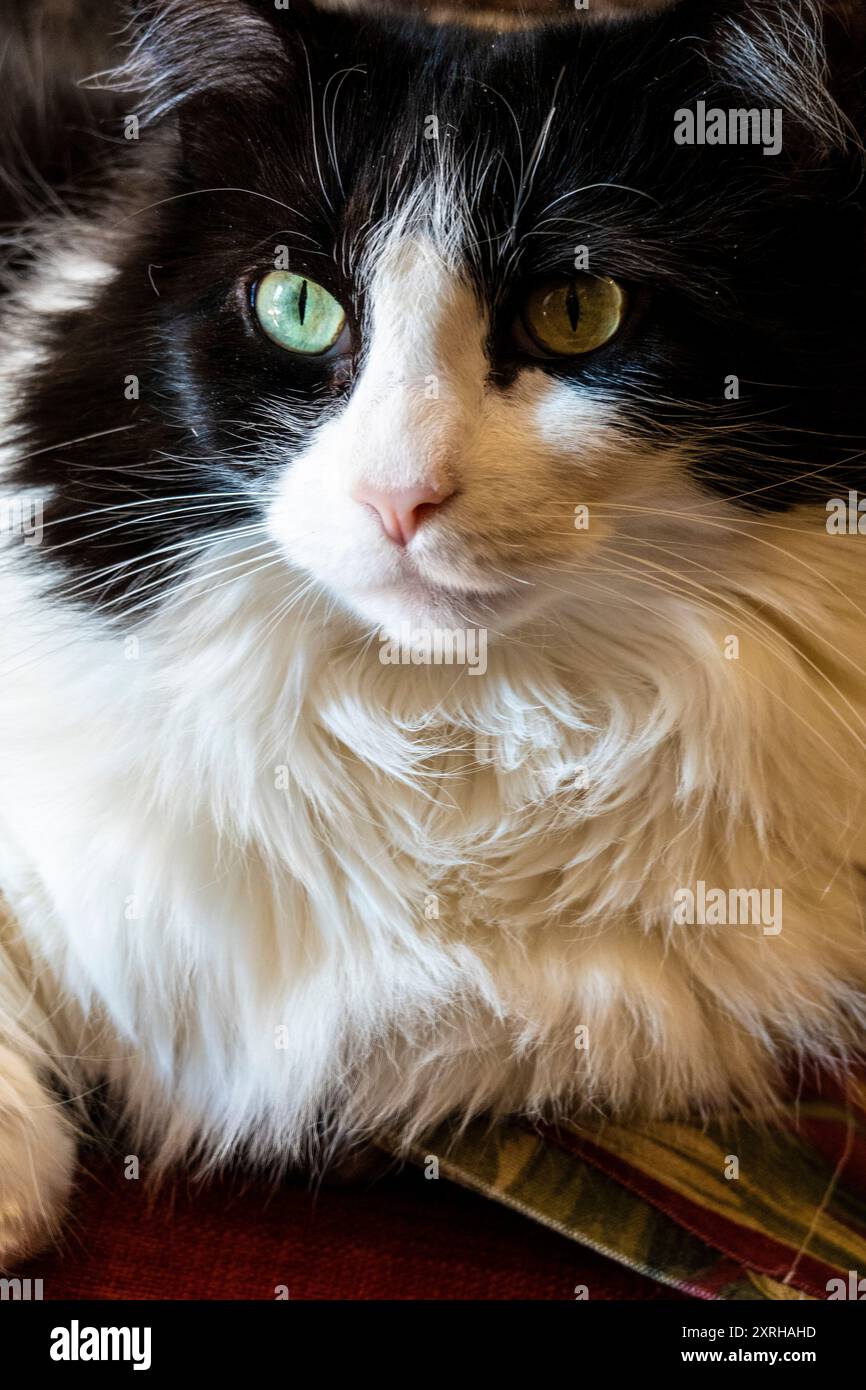 Long haired tuxedo cat hi-res stock photography and images - Alamy Long haired tuxedo cat hi-res stock photography and images - Alamy