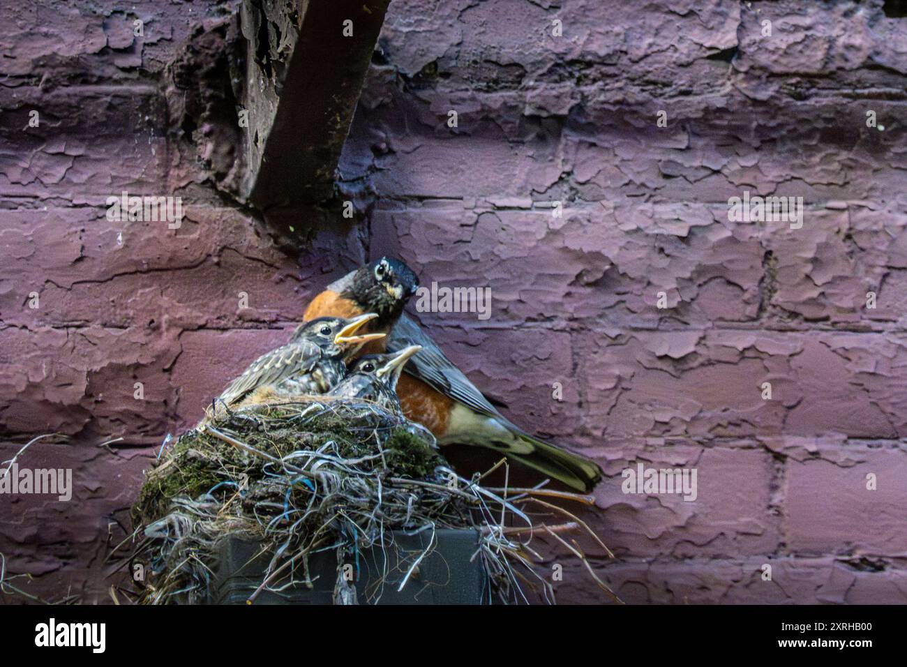 American robin nest hi-res stock photography and images - Alamy
