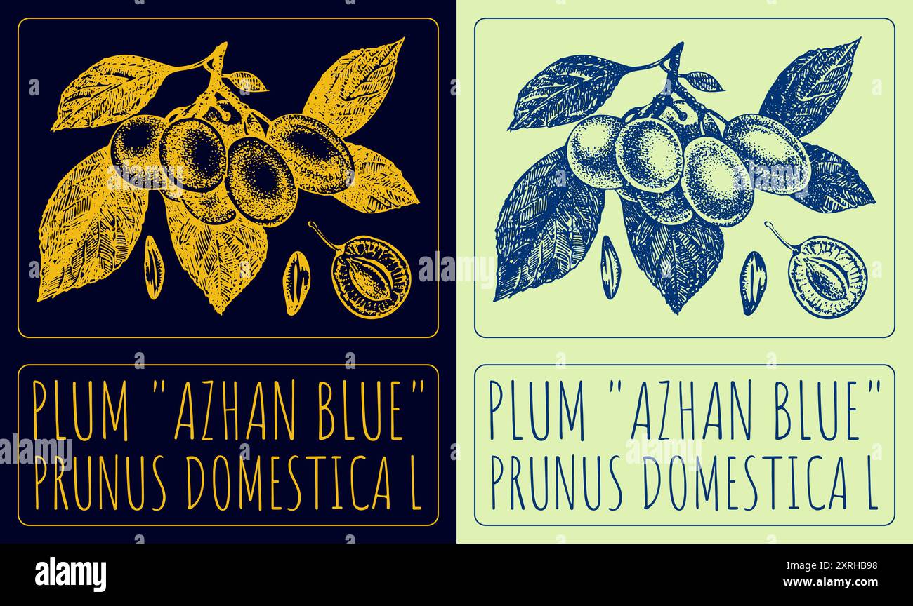 Vector drawing PLUM AZHAN BLUE. Hand drawn illustration. Latin name is ...
