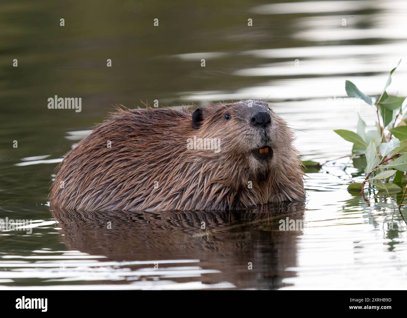 Beaver (Castor canadensis), semiaquatic rodents of the Northern ...