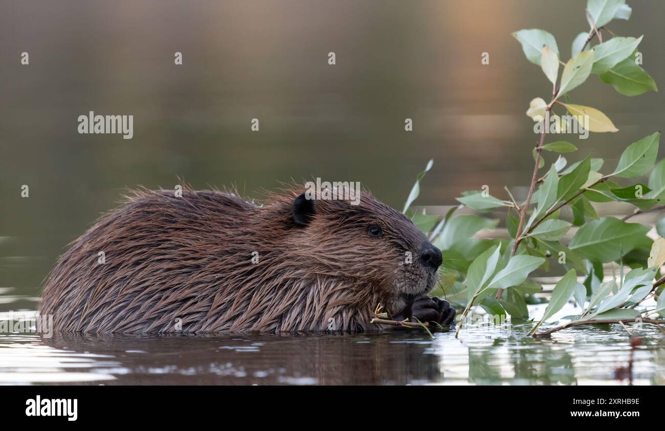 Beaver (Castor canadensis), semiaquatic rodents of the Northern ...
