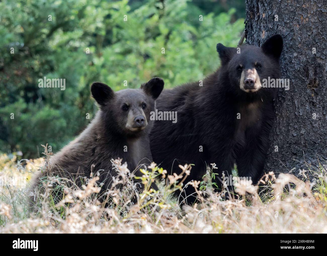The American black bear (Ursus americanus), also known as the black ...