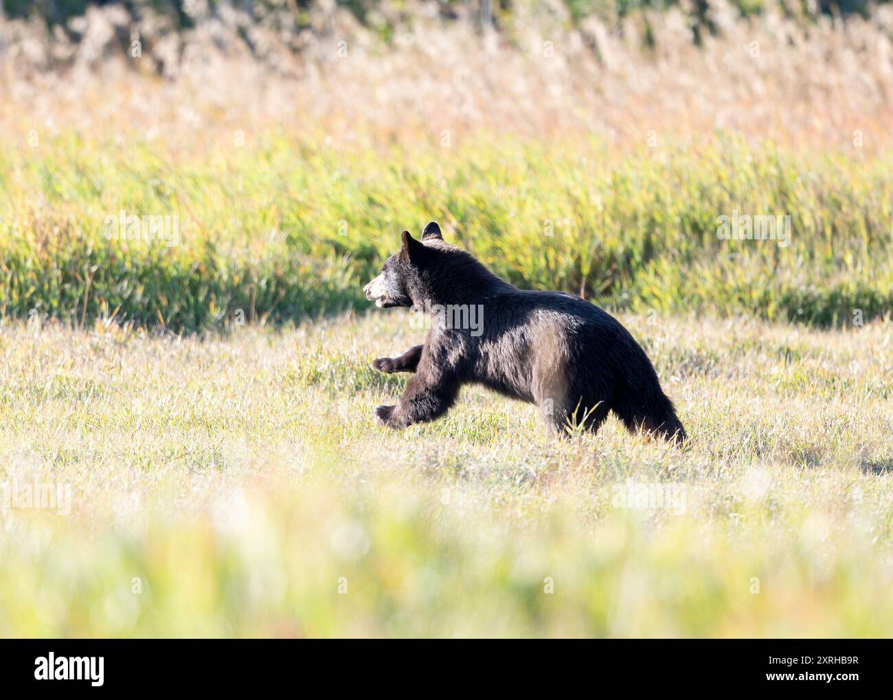 The American black bear (Ursus americanus), also known as the black ...