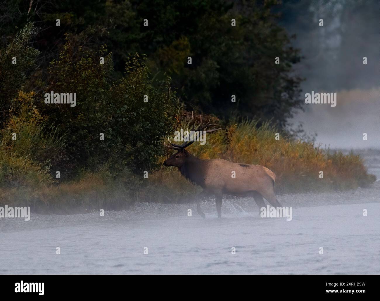 Rocky Mountain Bull Elk (Cervus canadensis nelsoni) crossing the snake ...
