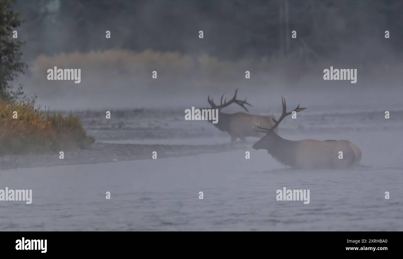 Rocky Mountain Bull Elk (Cervus canadensis nelsoni) crossing the snake ...