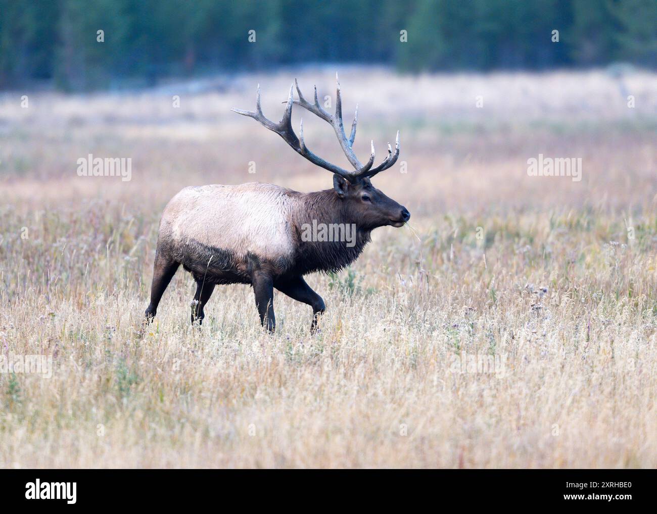Elk migration rocky mountain national hi-res stock photography and ...