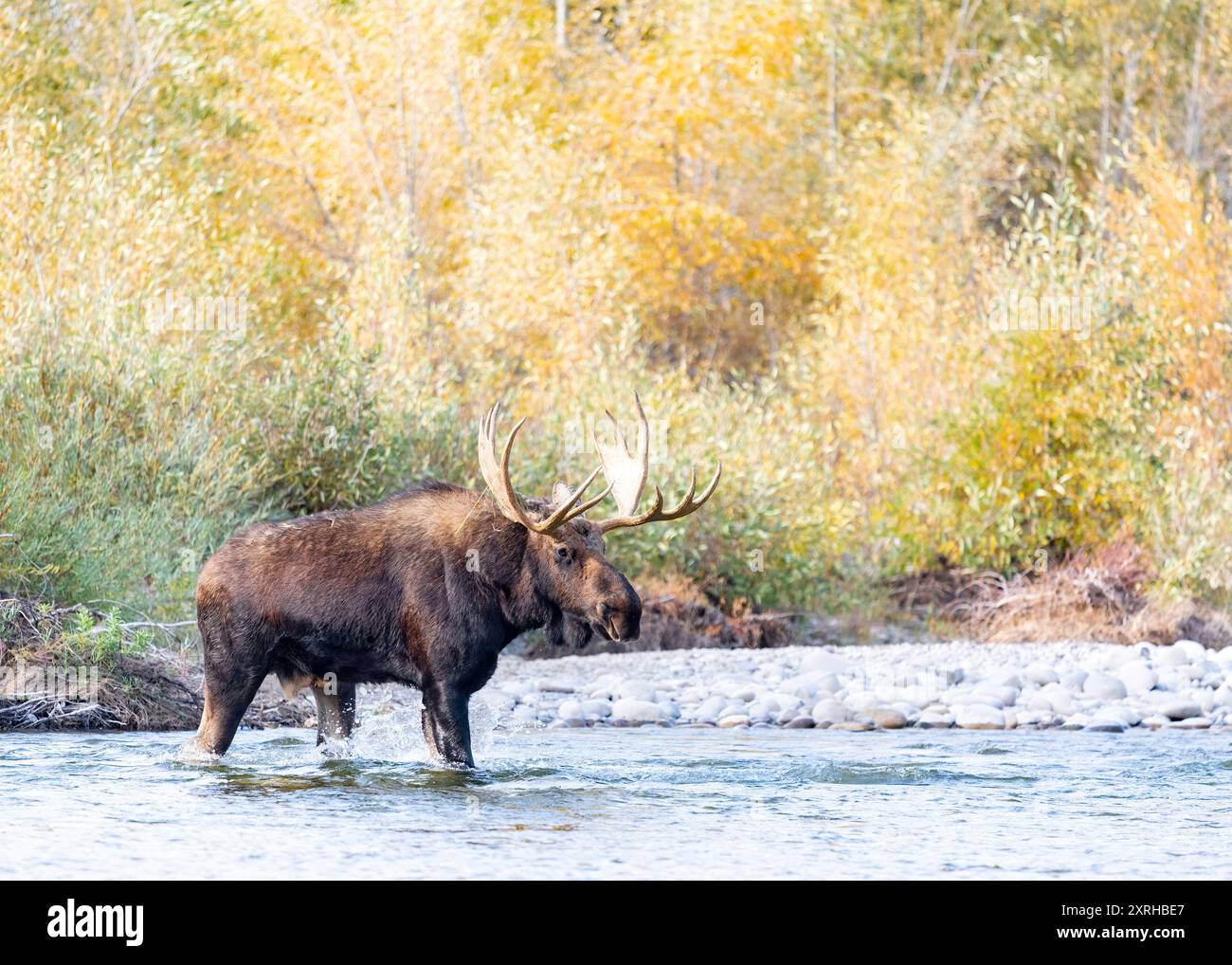 Large Bull Moose Shoshone, (Alces alces) during rut, Grand Teton ...