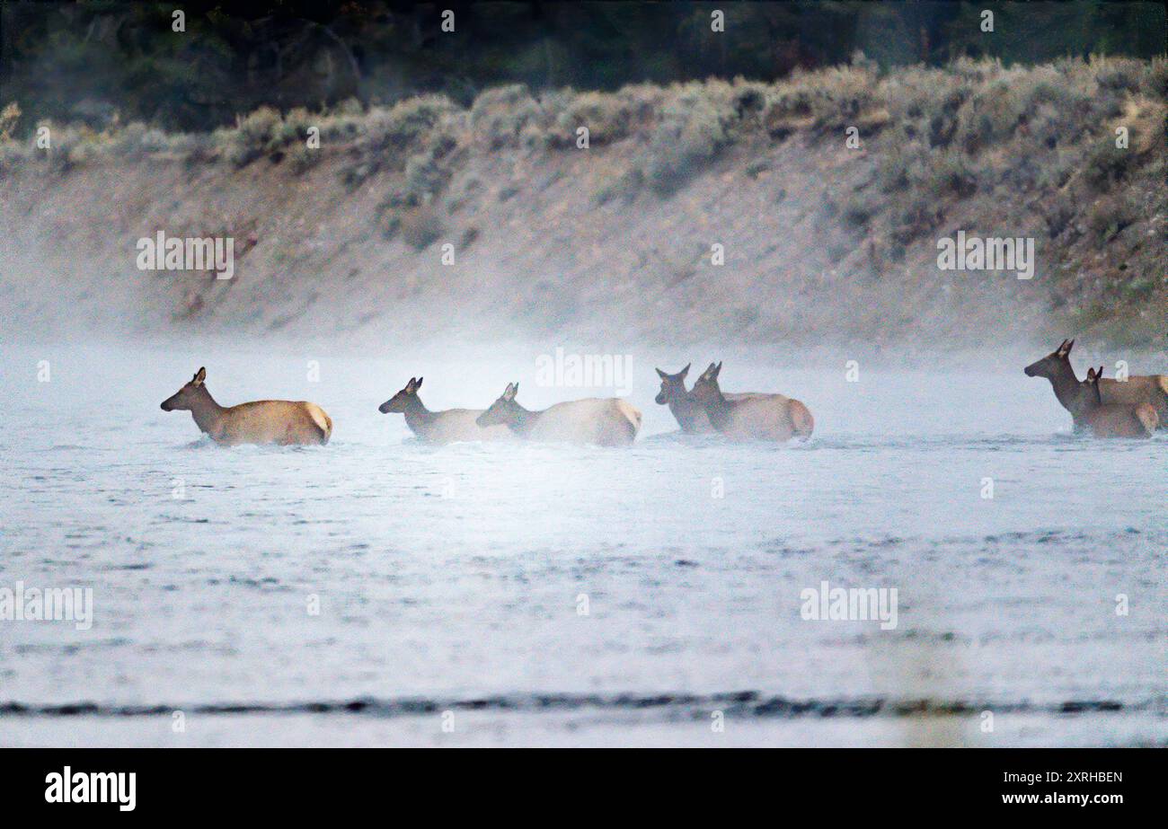 Elk migration rocky mountain national hi-res stock photography and ...