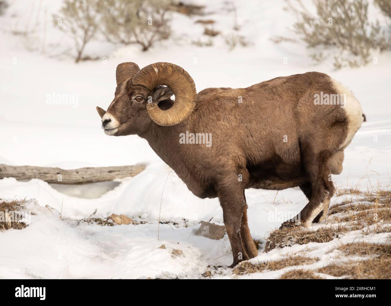 Rocky Mountain Bighorn sheep (Ovis canadensis) ram in winter ...