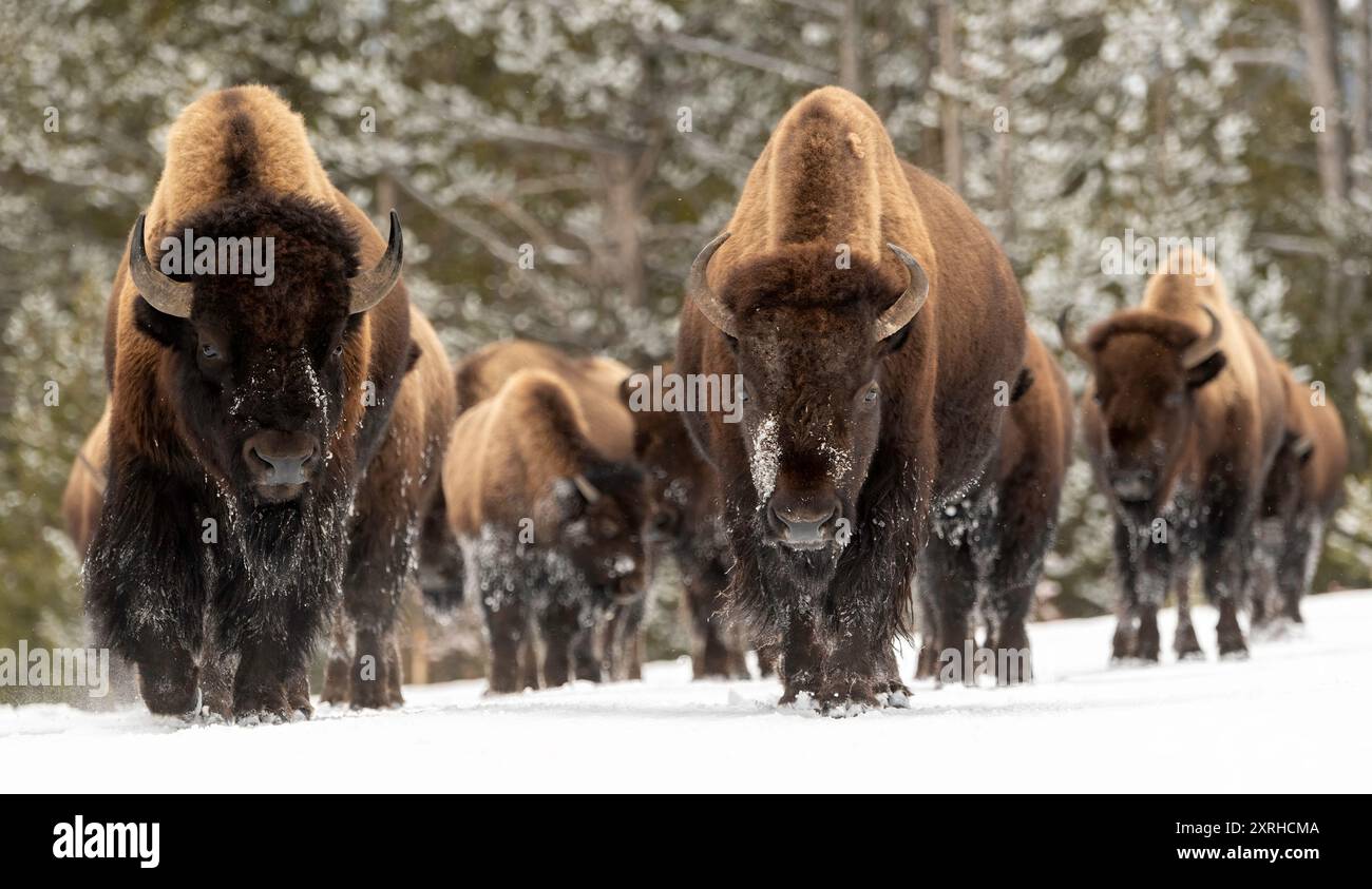 American Bison (Bison bison), also called the American buffalo ...