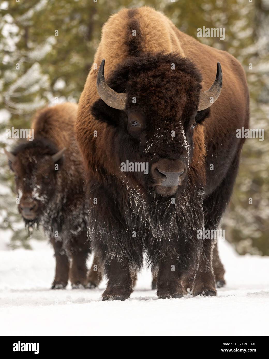 Yellowstone bison herd hi-res stock photography and images - Alamy