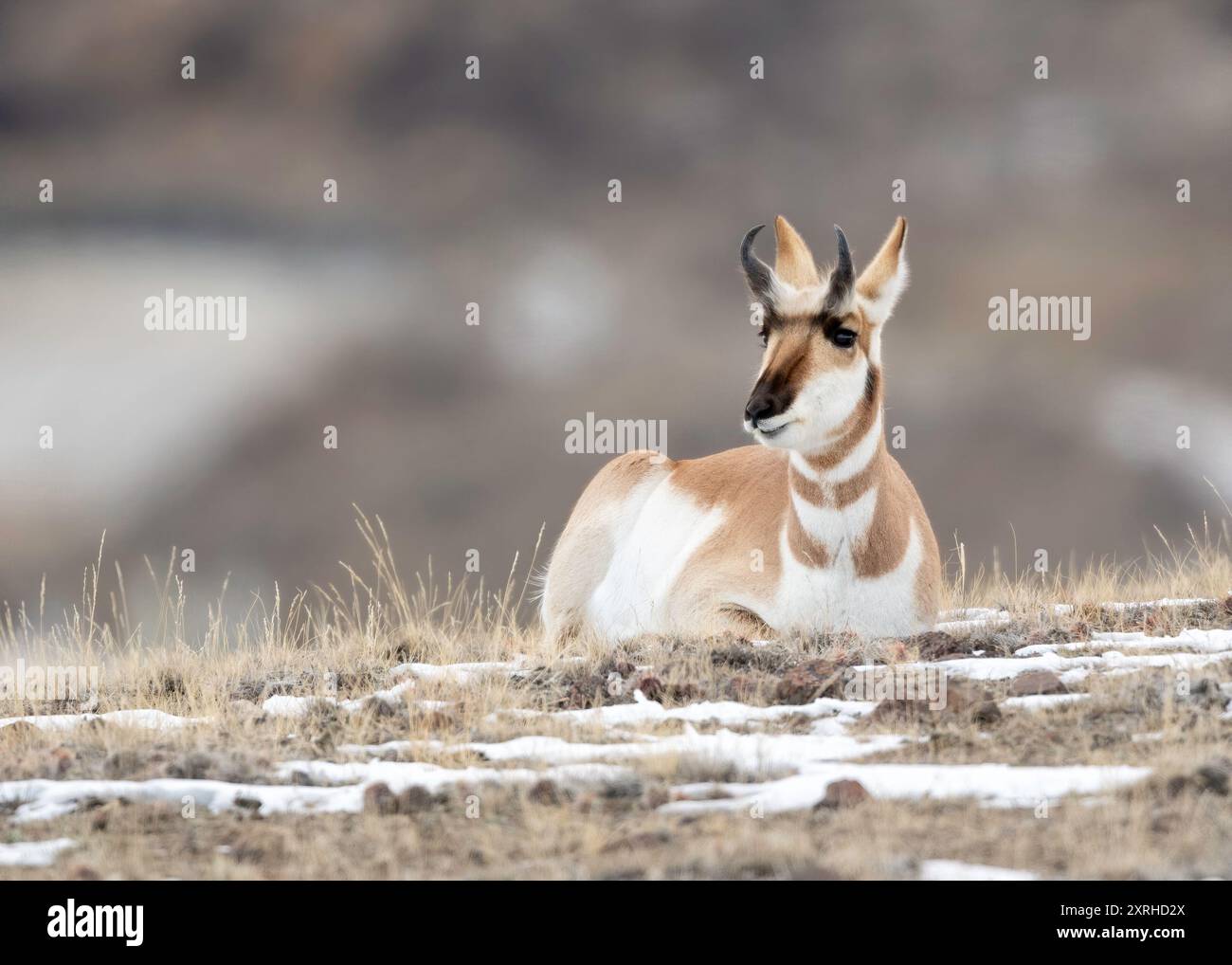 Pronghorn known antilocapra americana hi-res stock photography and ...