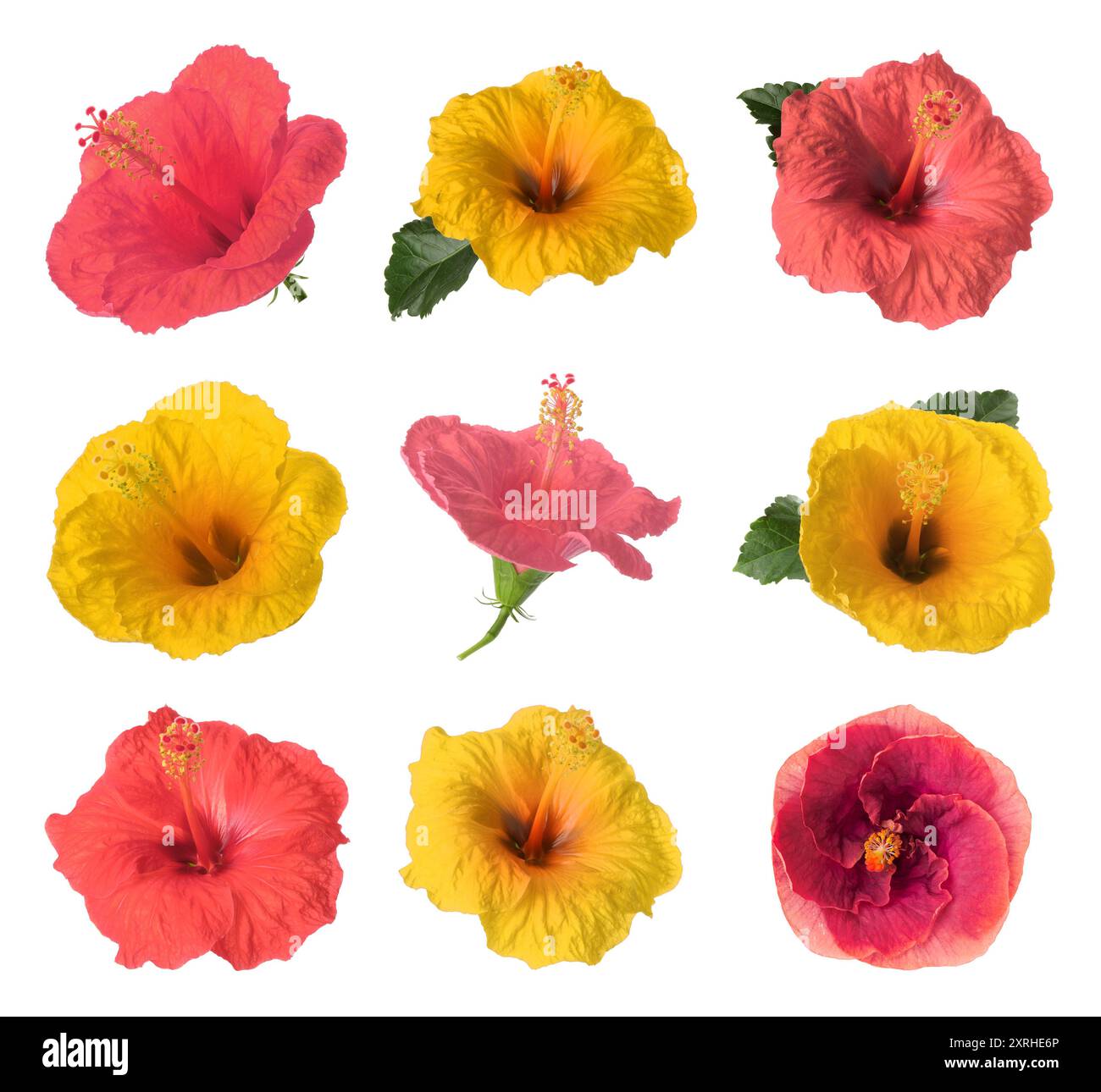 Beautiful colorful hibiscus flower isolated on white Stock Photo - Alamy