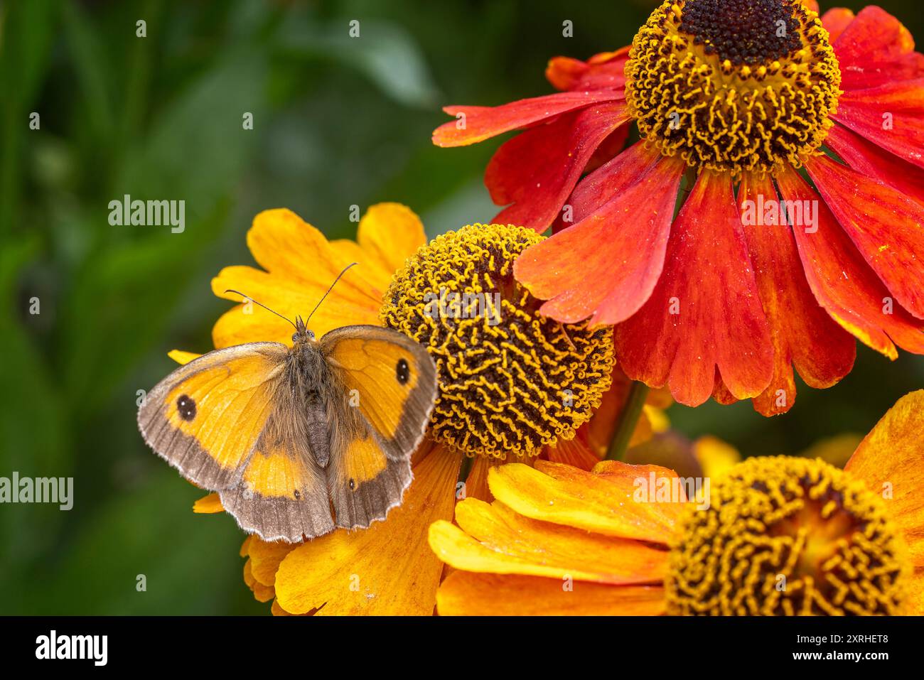 Overhead view of golden coloured Gatekeeper or Hedge Brown butterfly ...