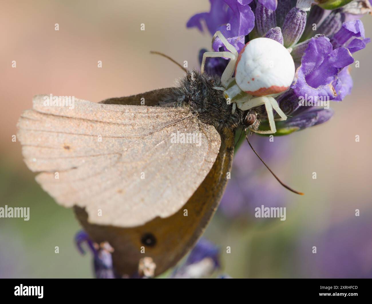 Misumena vatia aka crab spider just hunted butterfly on levander flower ...