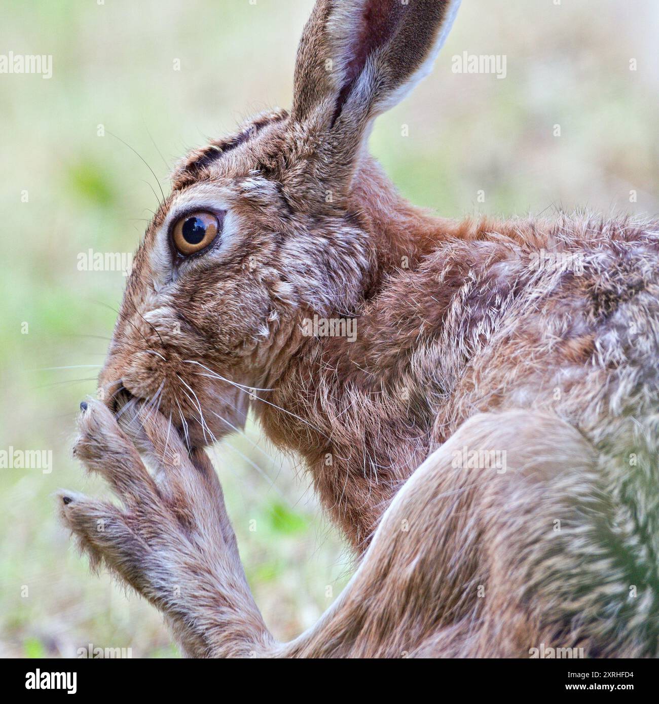European Brown hare aka Lepus europaeus is scratching his head. Funny ...
