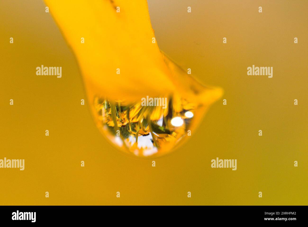 Reflection in large water drop on yellow flower. World in the droplet ...