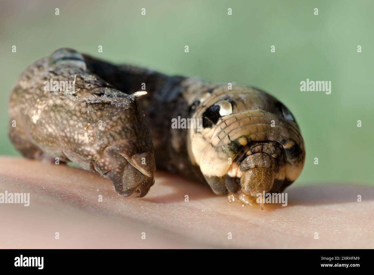 Giant Deilephila elpenor caterpillar aka elephant hawk-moth. Lovely ...