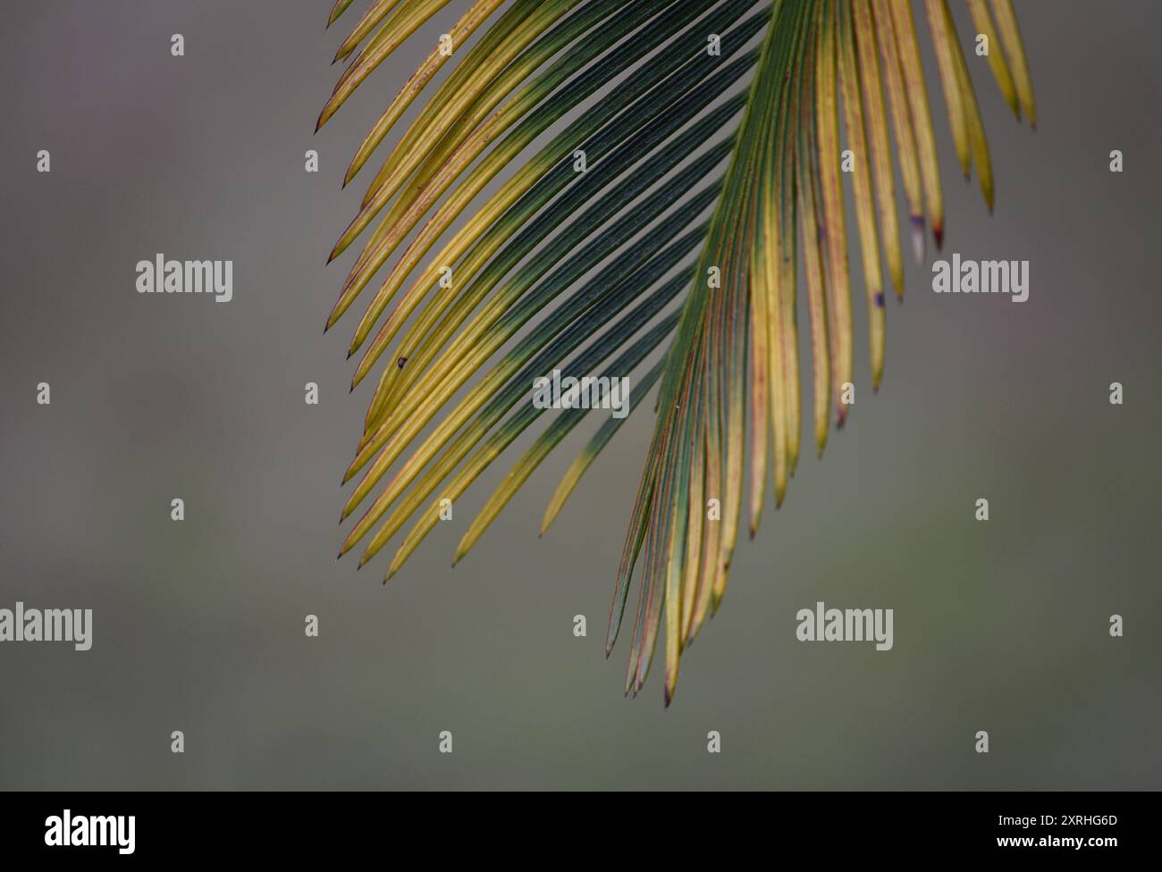 Japanese Sago palm tree leaves at the Kōraku-en gardens surrounding the ...