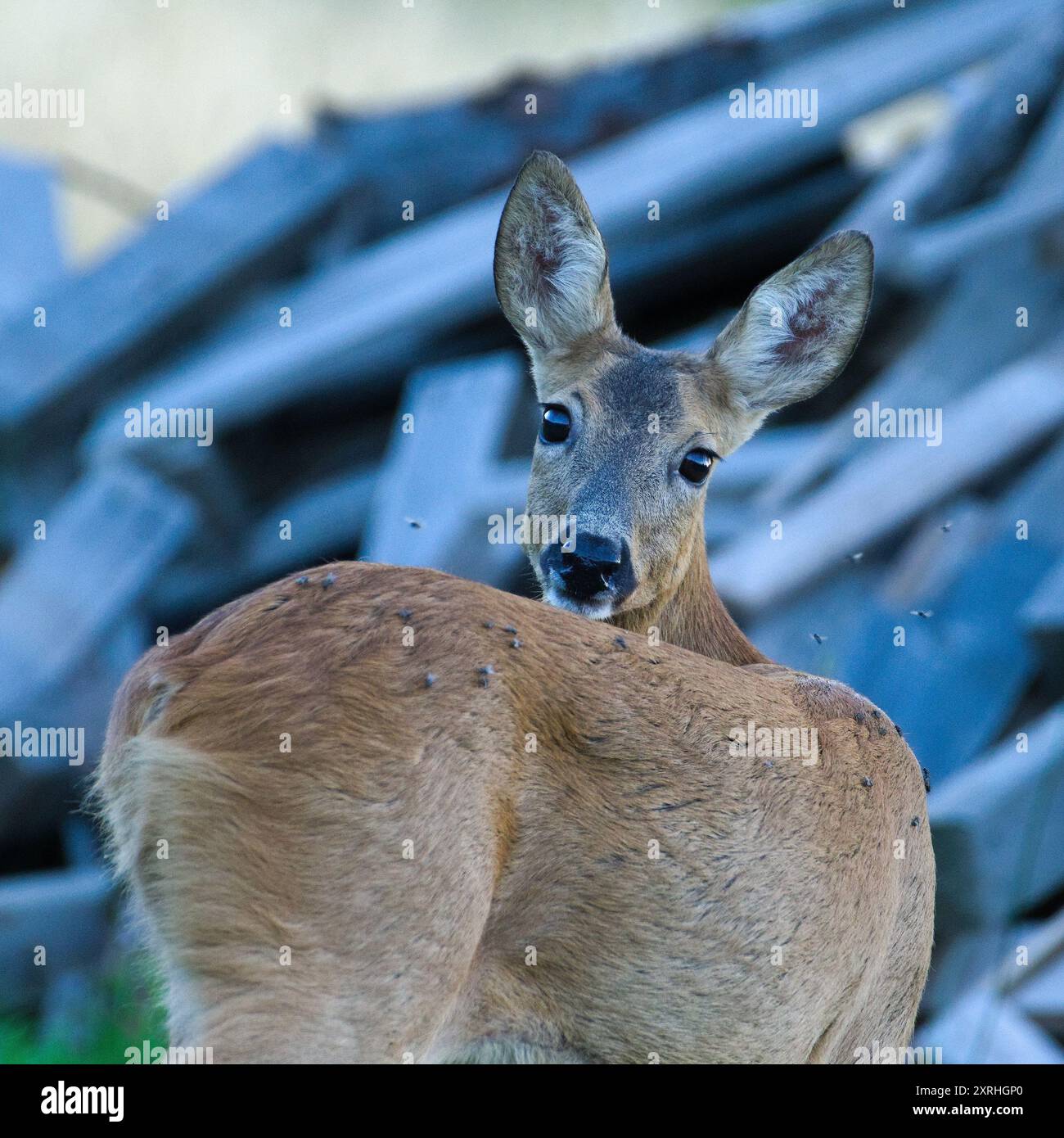 Capreolus capreolus european roe deer female covered by flies in summer ...