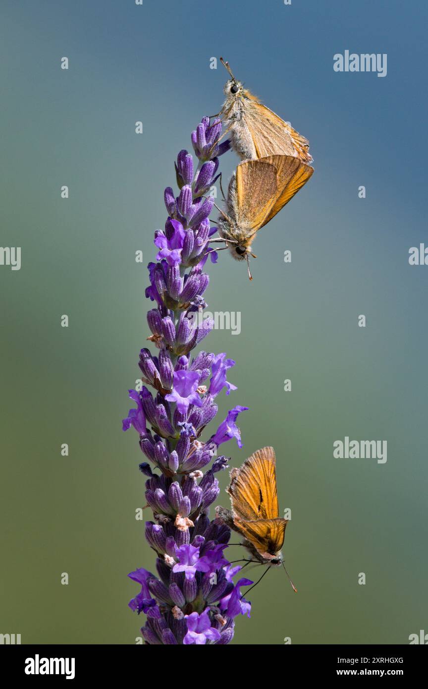 Butterfly Ochlodes sylvanus aka large skipper butterfly mating and ...