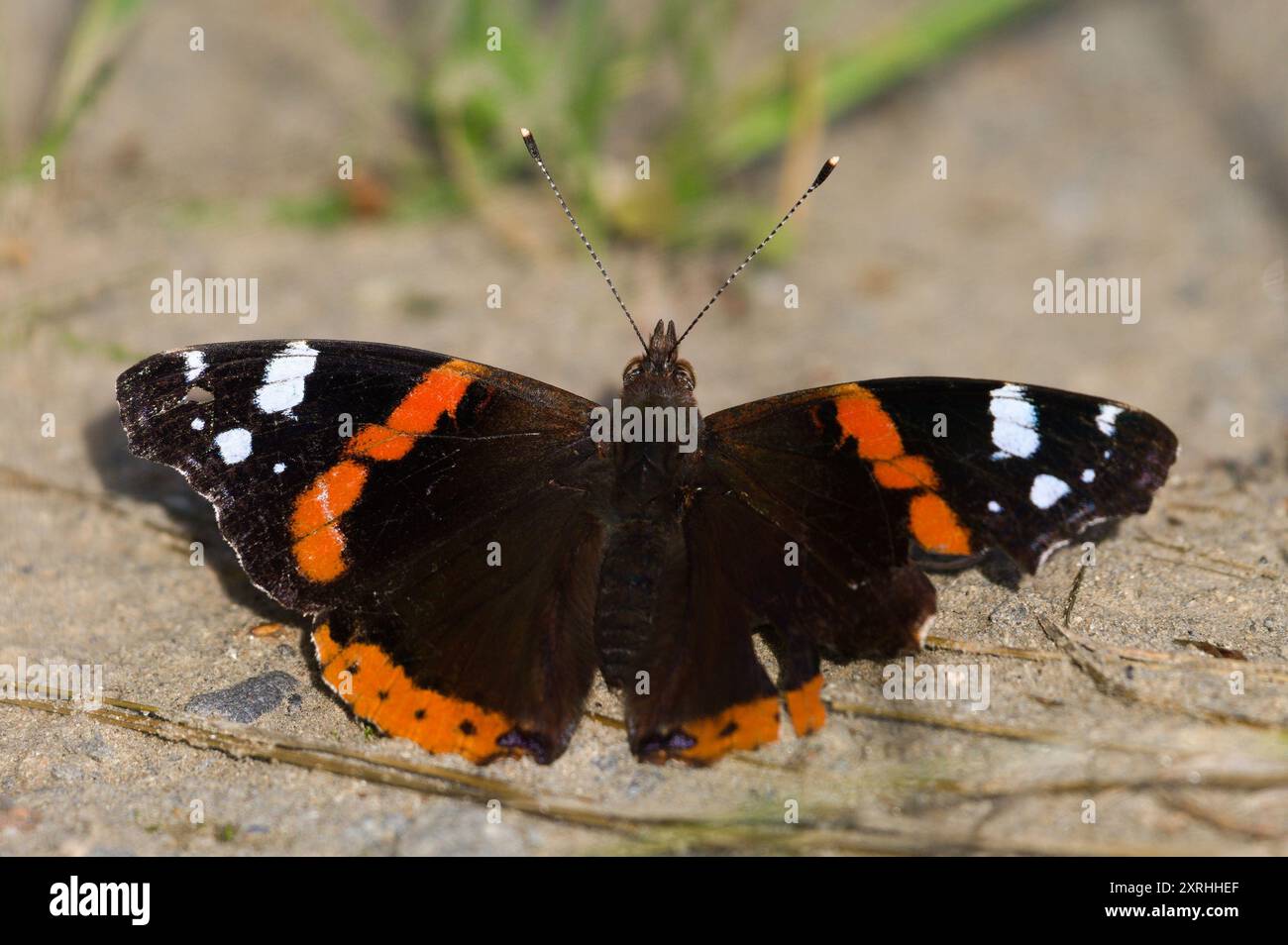 Injured butterfly wing hi-res stock photography and images - Alamy