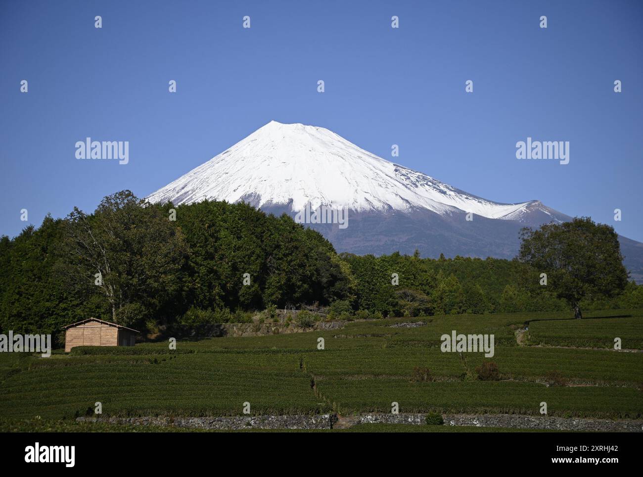Landscape with panoramic view of Mount Fuji and lush tea fields at the ...