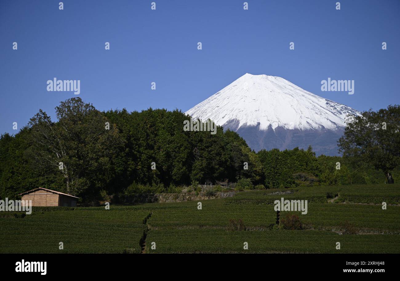 Landscape with panoramic view of Mount Fuji and lush tea fields at the ...